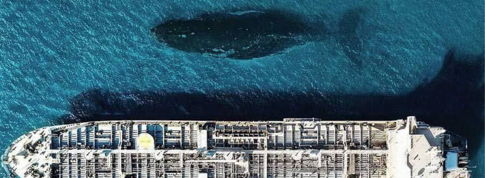 How big is a whale compared to a cruise ship?