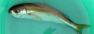 Exploring the Enchanting World of the Bogue Fish