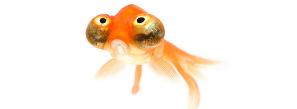 Celestial Eye Goldfish: A Glimpse into the Skyward Gazing Beauty
