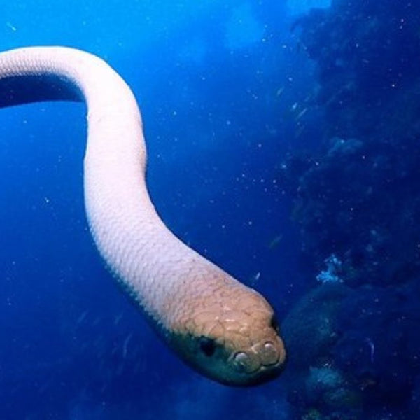 Coral Reef Snake