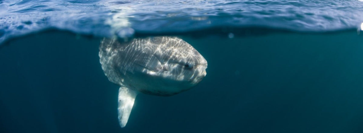 The Sunfish Biography