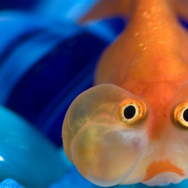 Bubble Eye Goldfish Bubble Eye Goldfish #2 Jigsaw Puzzle By