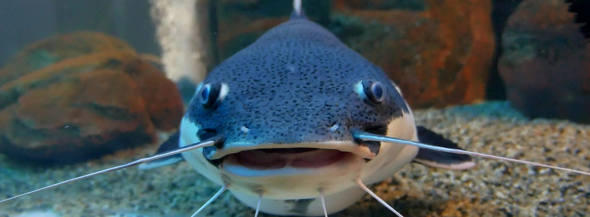 Catfish: The Biography Of A Mysterious Creature