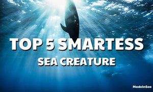 TOP 5 SMARTEST SEA CREATURE